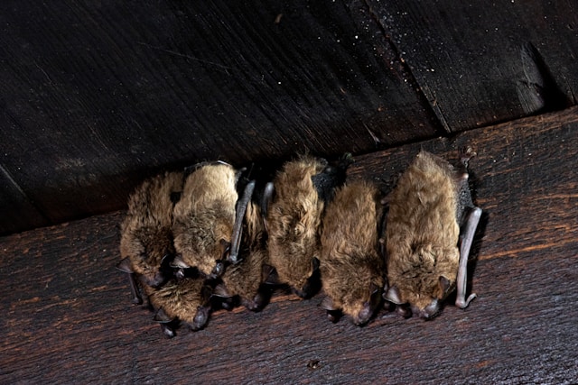 Bat Removal in Omaha: Free Inspection From CP Bat Mitigation - Sioux ...