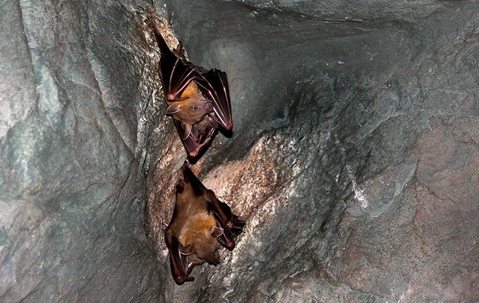 Protecting And Conserving Omaha's Bat Population - Sioux Falls Bat ...