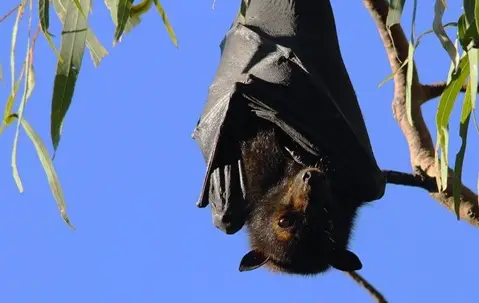 The Importance Of Bat Mitigation For Your Omaha Home - Sioux Falls Bat ...