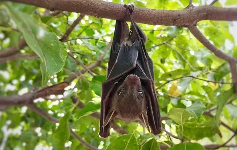 8 Cute Bat Species Living In The Midwest - Sioux Falls Bat Control | CP ...