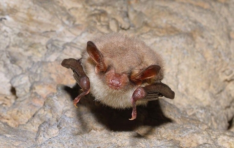 What Is A Brown Bats Life Expectancy? - Sioux Falls Bat Control | CP ...