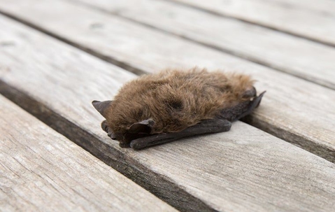 Bat Mitigation 101: What Every Omaha Homeowner Should Know - Sioux ...