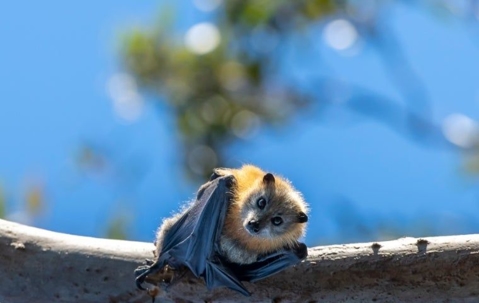 Fun Bat Facts: The Flying Fox Bat - Sioux Falls Bat Control | CP Bat ...