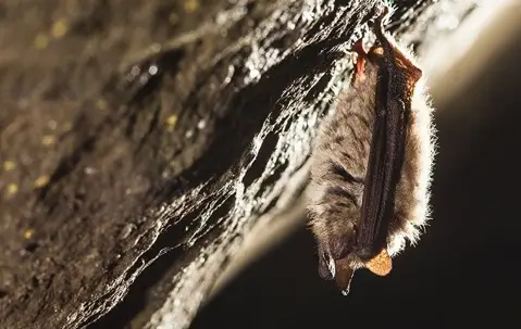 Who To Call About Bats In Your Omaha Home - Sioux Falls Bat Control ...
