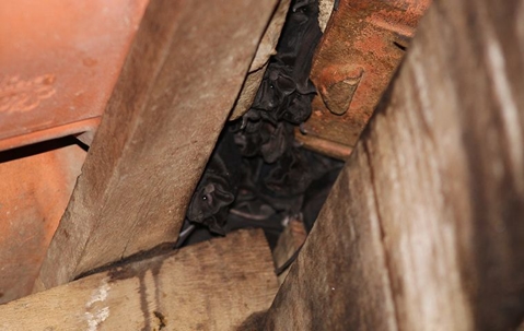 Seven Facts You Need To Know About Bats And Bat Control In Omaha ...