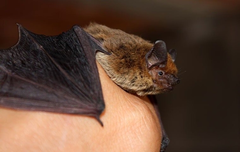 Bat Control In Omaha Made Simple - Sioux Falls Bat Control | CP Bat ...