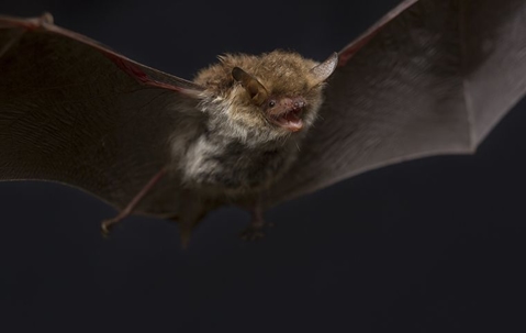 Bat Control In Omaha: What Every Homeowner Ought To Know - Sioux Falls ...