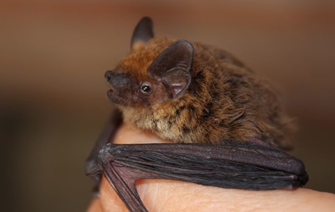 Bat Prevention 101: Understanding Why Bats Enter Sioux Falls Homes And ...