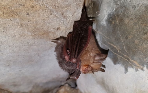 Bat Prevention And Control: A Guide For Omaha Homeowners - Sioux Falls ...