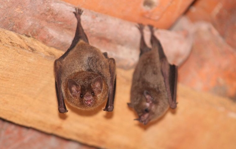 Bat Removal Methods That Ensure Ethical Wildlife Management In Sioux ...