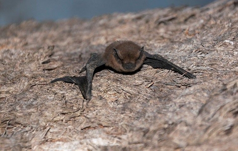 How To Keep The Bats In Omaha Off Your Property For Good - Sioux Falls ...