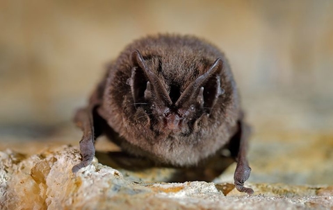 How To Resolve A Bat Problem In Your Home In Sioux Falls - Sioux Falls ...