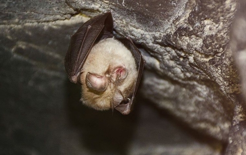 The Importance Of Bat Education In Omaha - Sioux Falls Bat Control | CP ...