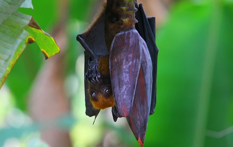The Key To Keeping Bats Away From Your Omaha Home - Sioux Falls Bat ...