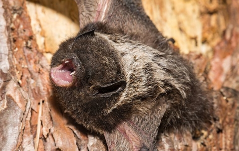 The Lifecycle of Bats: When to Schedule Bat Removal In Omaha - Sioux ...
