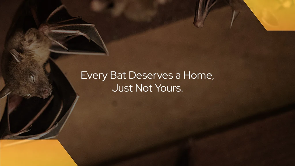 Bat Removal in Sioux Falls, Omaha & Des Moines | CP Bat Mitigation